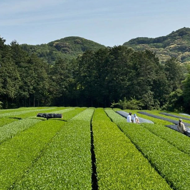 2024 Hachiju-hachiya Shincha – Den's Tea