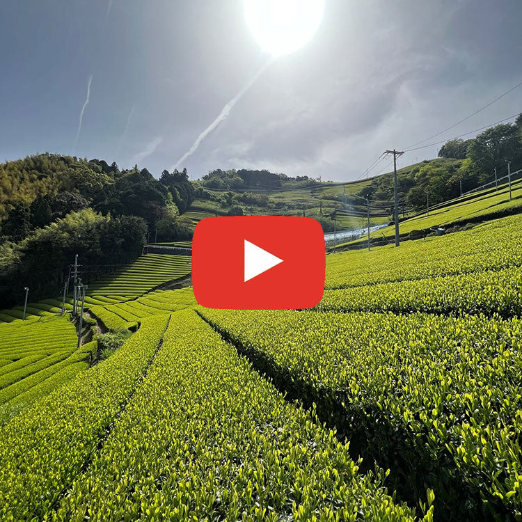 Hashiri Shincha Is Coming Soon! – Den's Tea