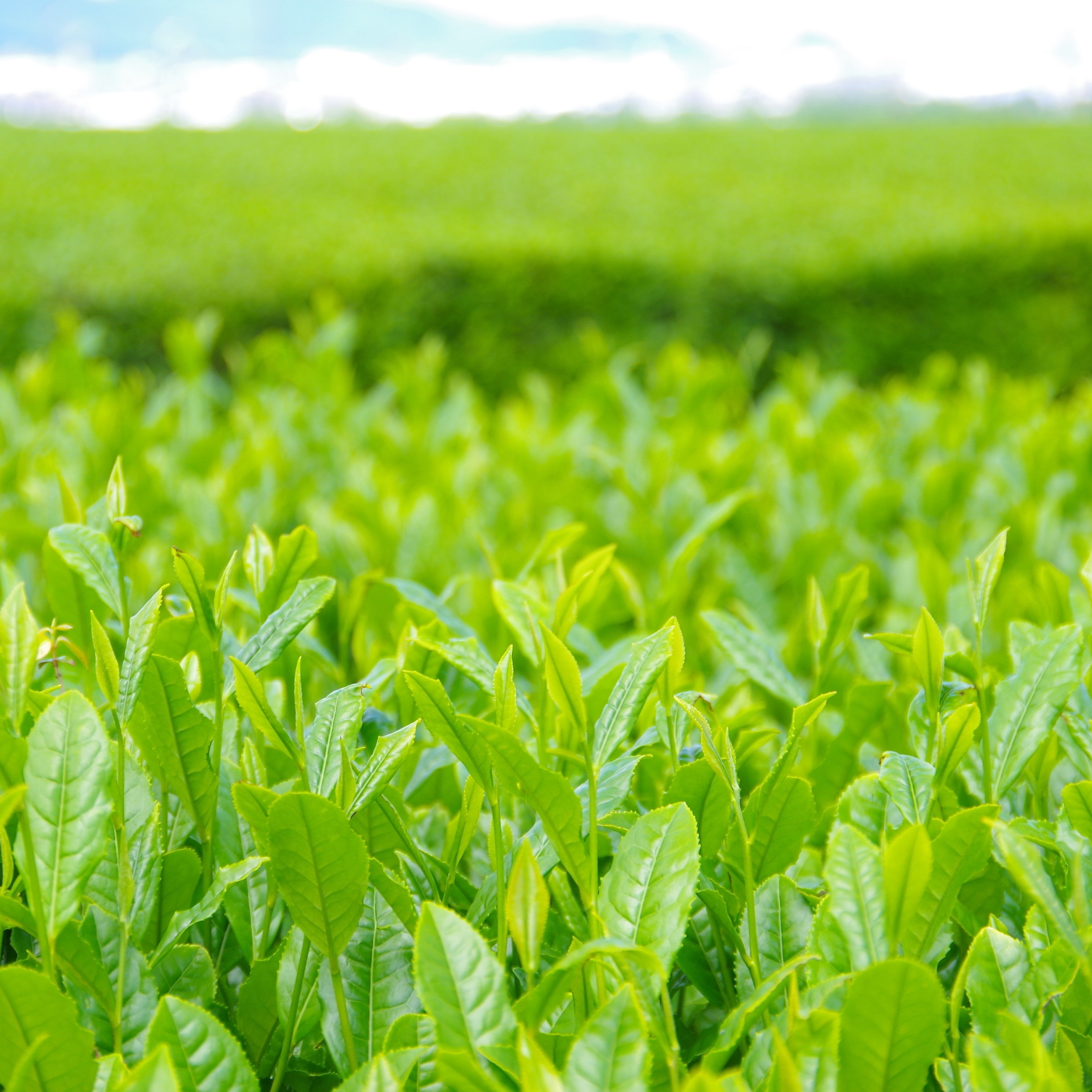 Pre-release Orders for 2022 Hashiri Shincha – Den's Tea